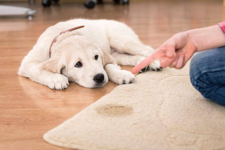 Cleaning Services, Minneapolis–Saint Paul, MN